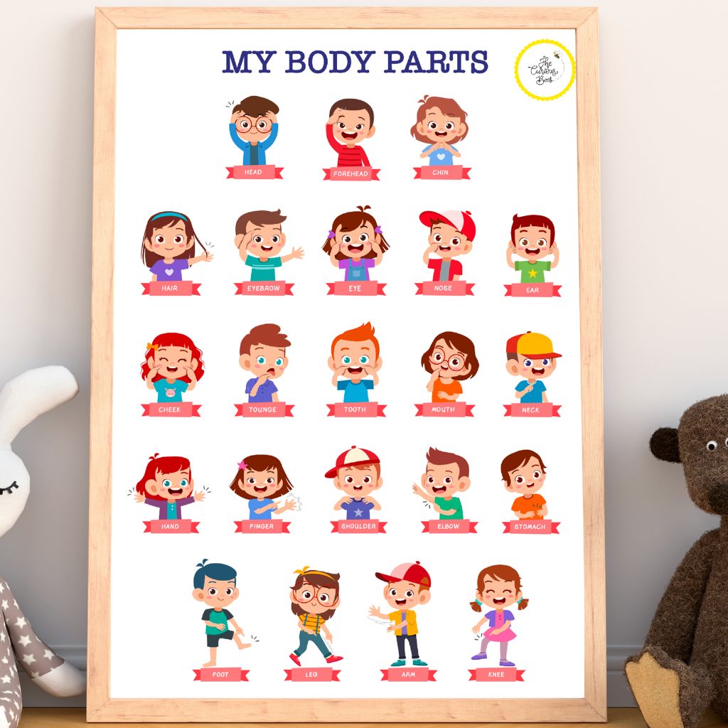 Body Parts Poster